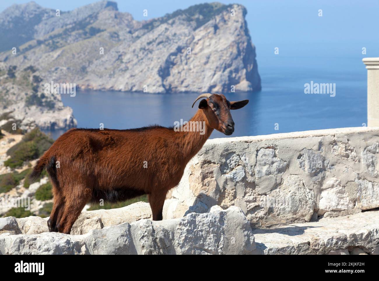 Capra selvatica immagini e fotografie stock ad alta risoluzione - Alamy