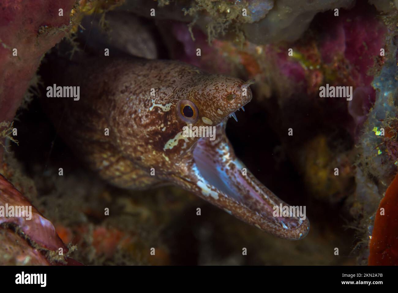 Murena a bocca bianca immagini e fotografie stock ad alta risoluzione ...