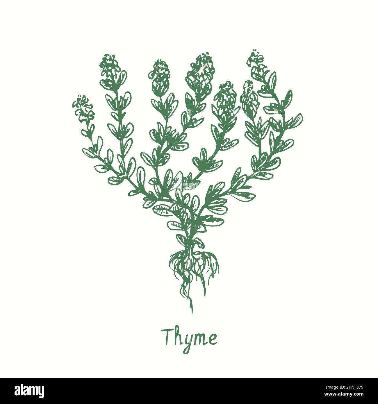 Disegno botanico timo immagini e fotografie stock ad alta risoluzione ...