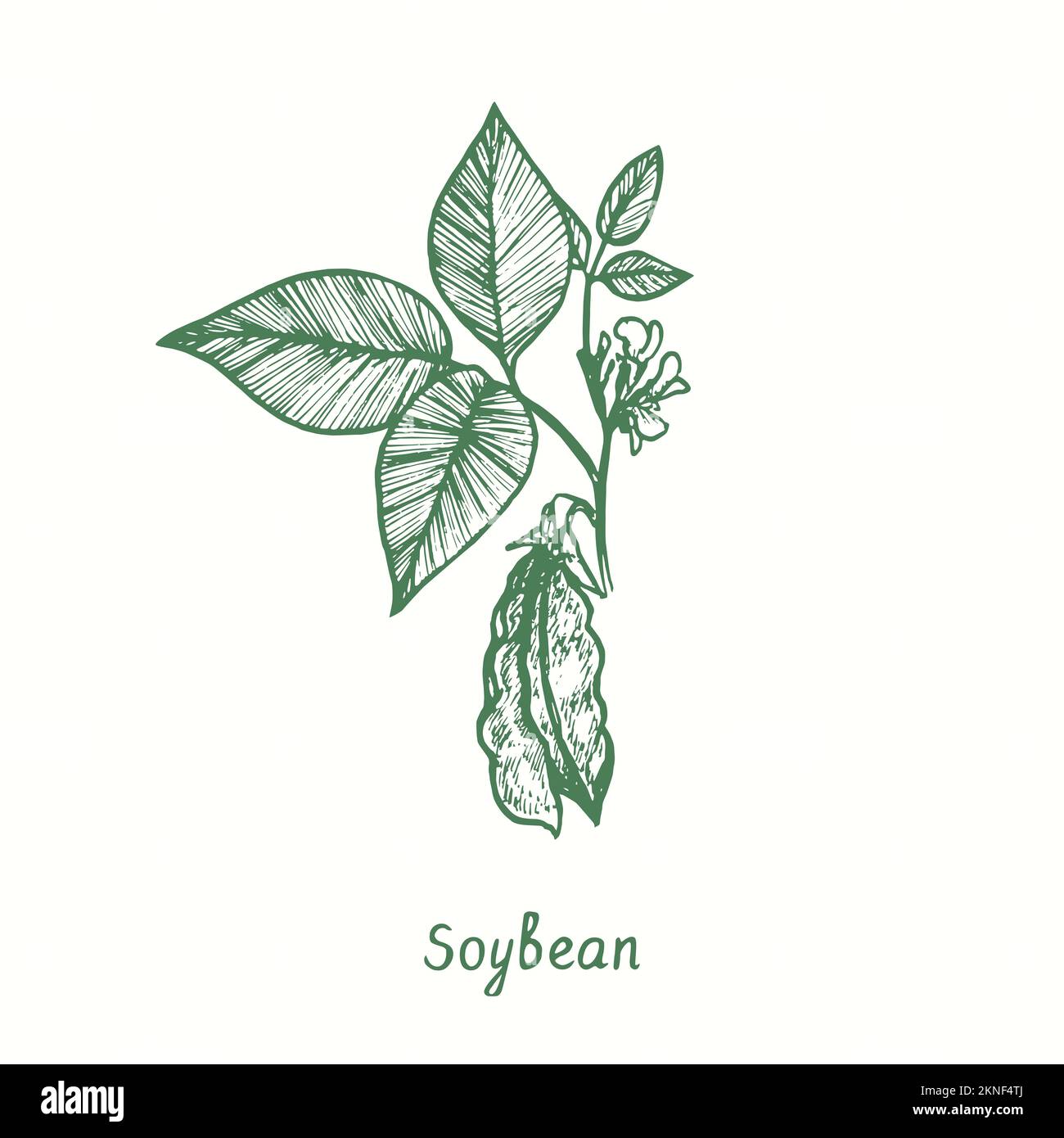Pianta soia disegno Immagini senza sfondo e Foto Stock ritagliate - Alamy