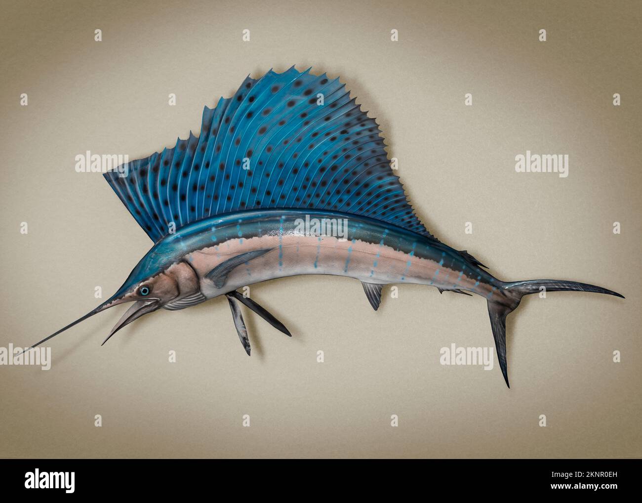 Grande pinna dorsale simile a una vela immagini e fotografie stock ad ...