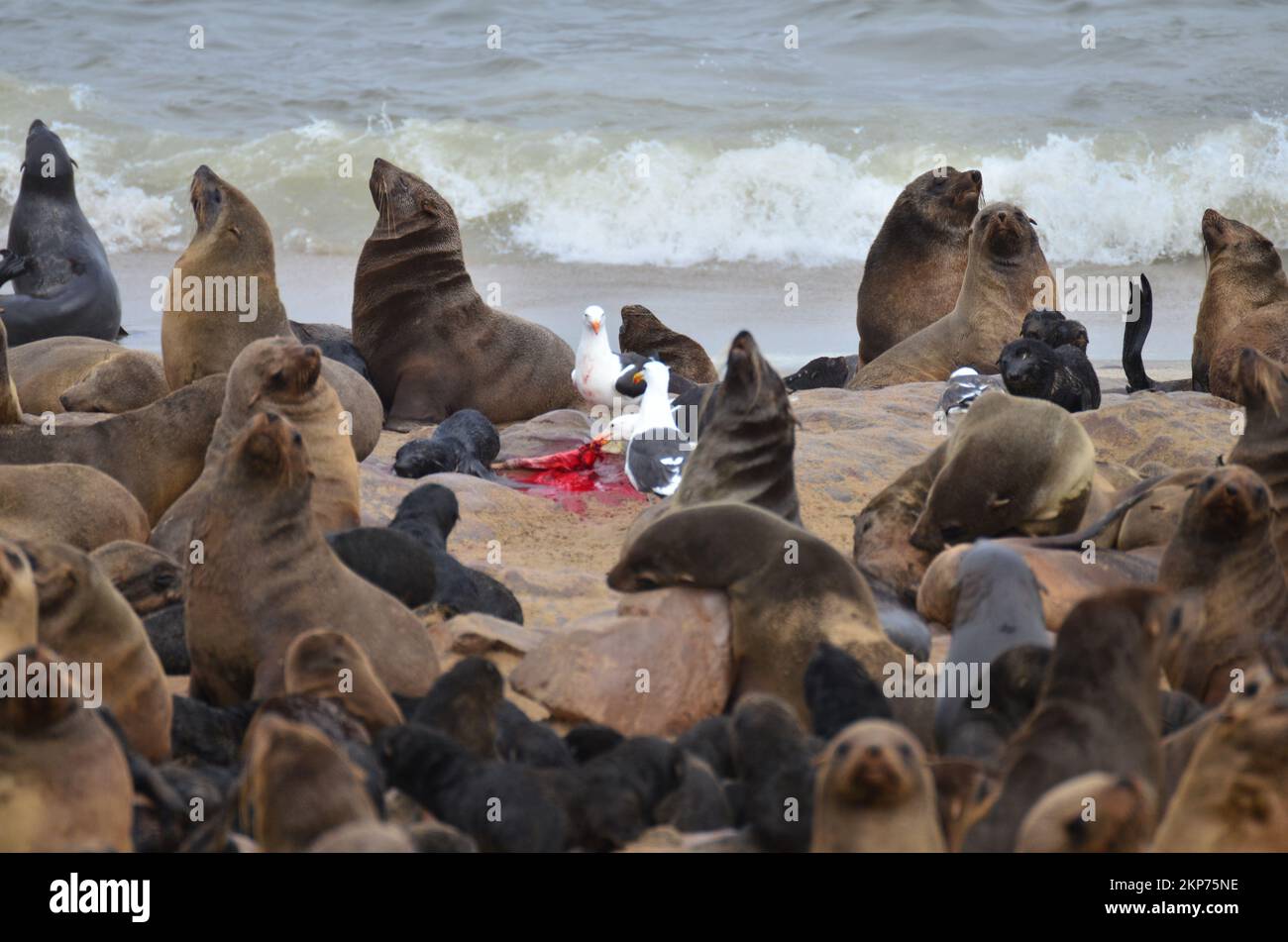 Namibia animale immagini e fotografie stock ad alta risoluzione - Alamy