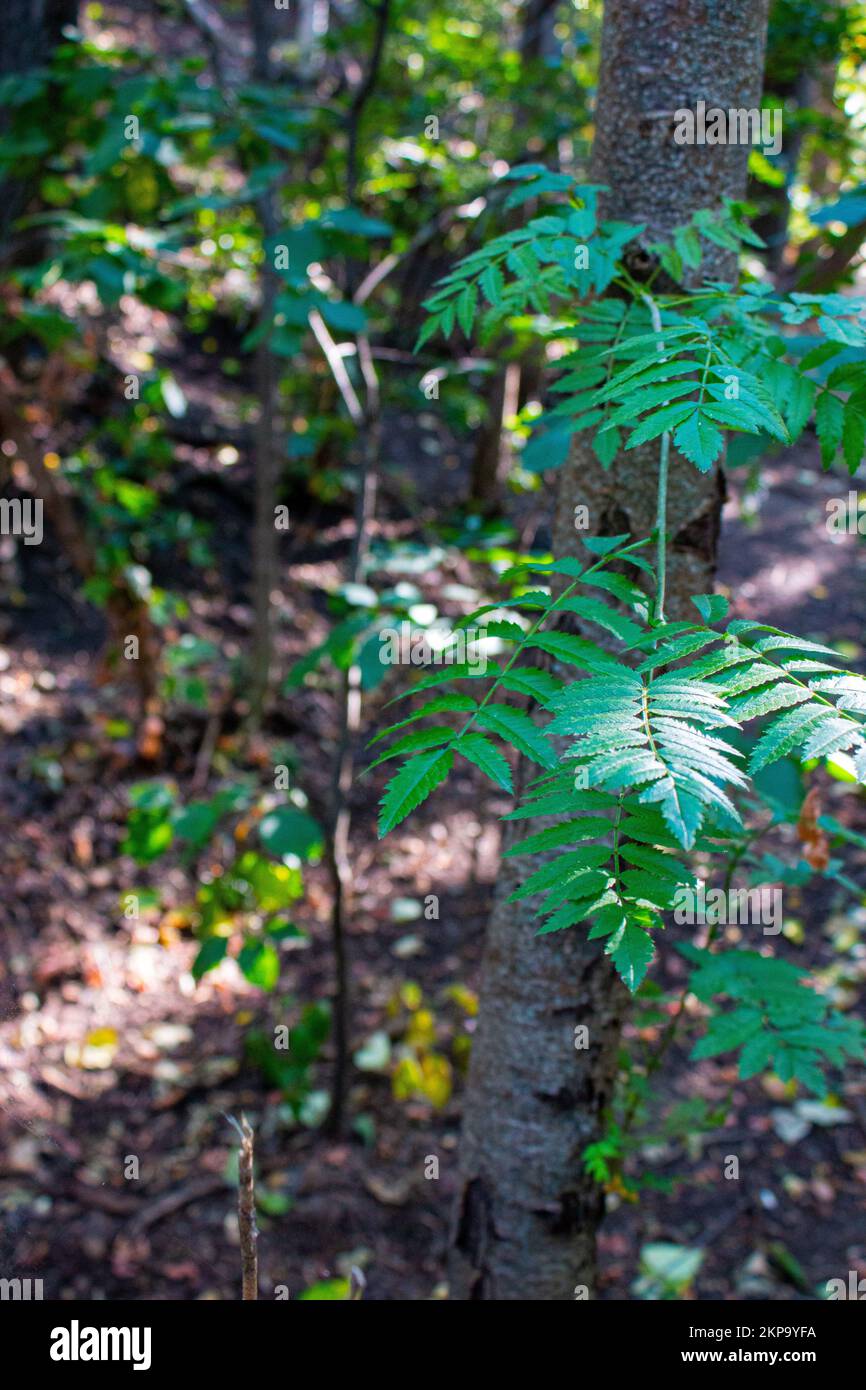 Sorbus sibirica immagini e fotografie stock ad alta risoluzione - Alamy