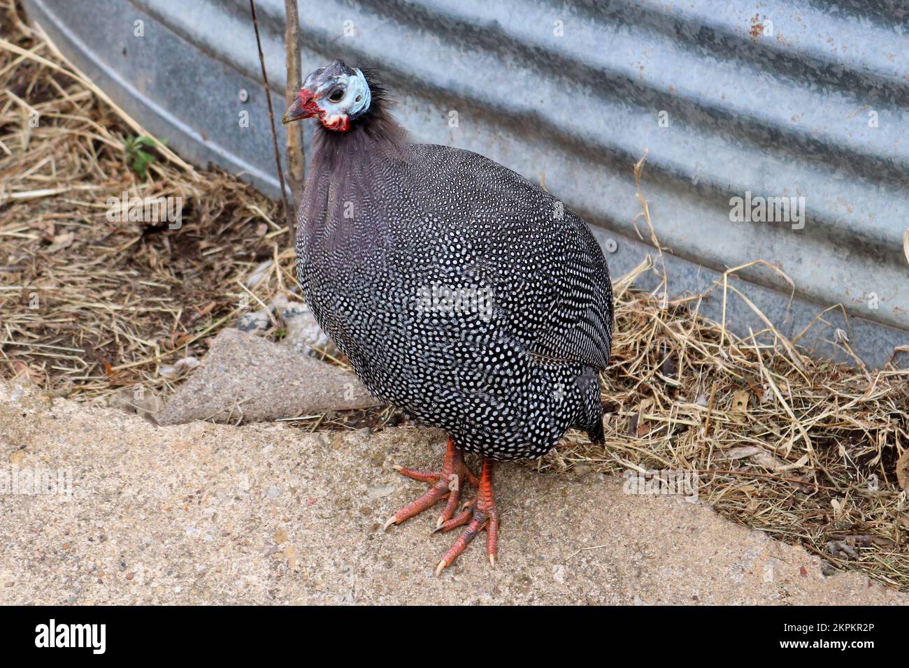 Uovo di faraona immagini e fotografie stock ad alta risoluzione - Alamy
