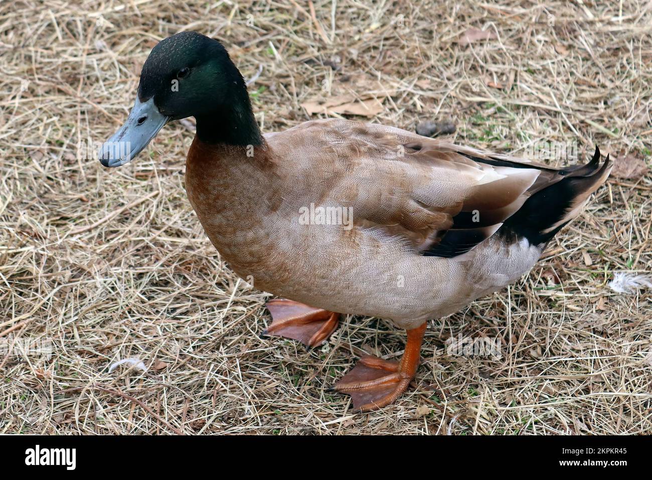 Khaki campbell duck immagini e fotografie stock ad alta risoluzione - Alamy