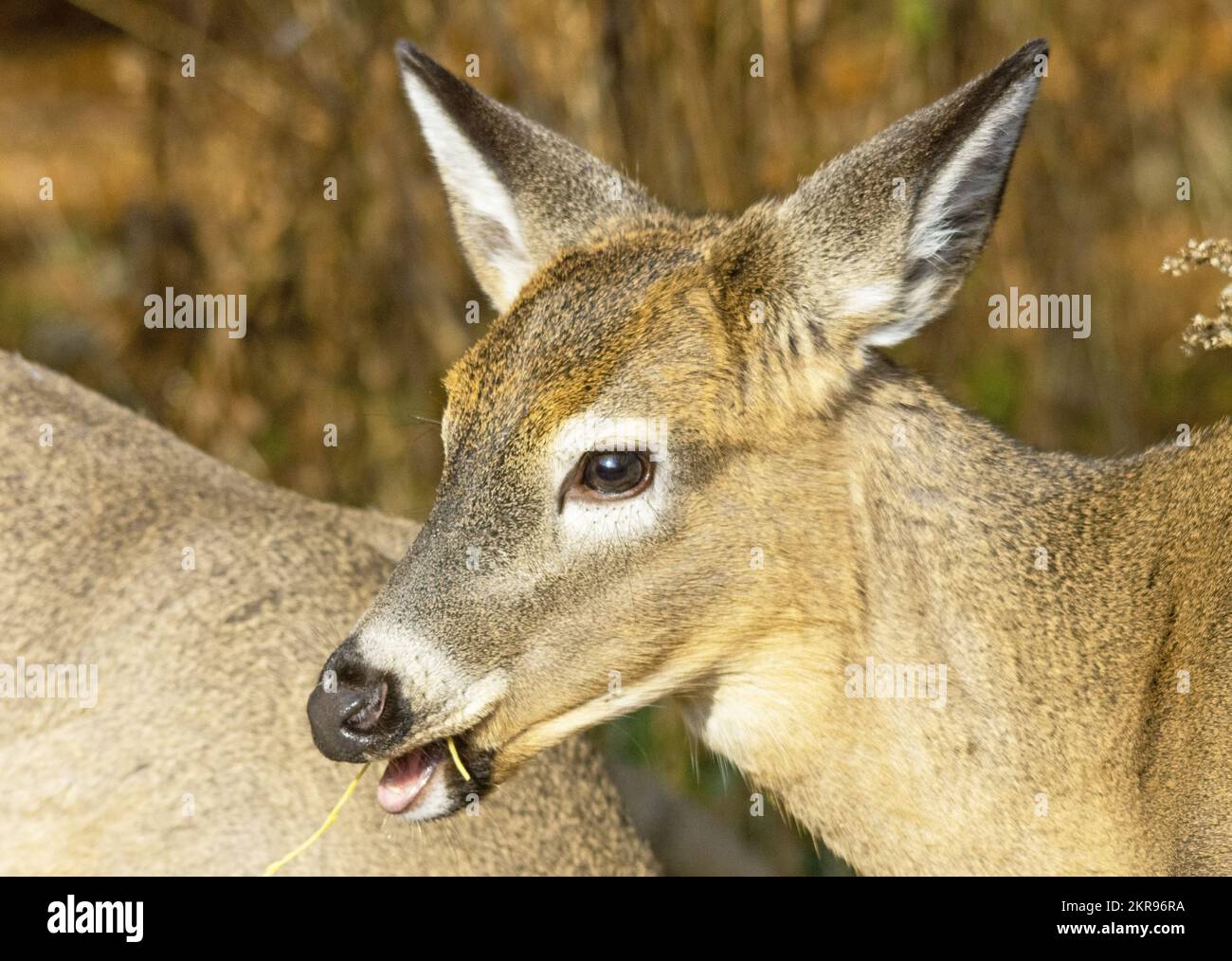 Colpo alla testa di cervo immagini e fotografie stock ad alta ...