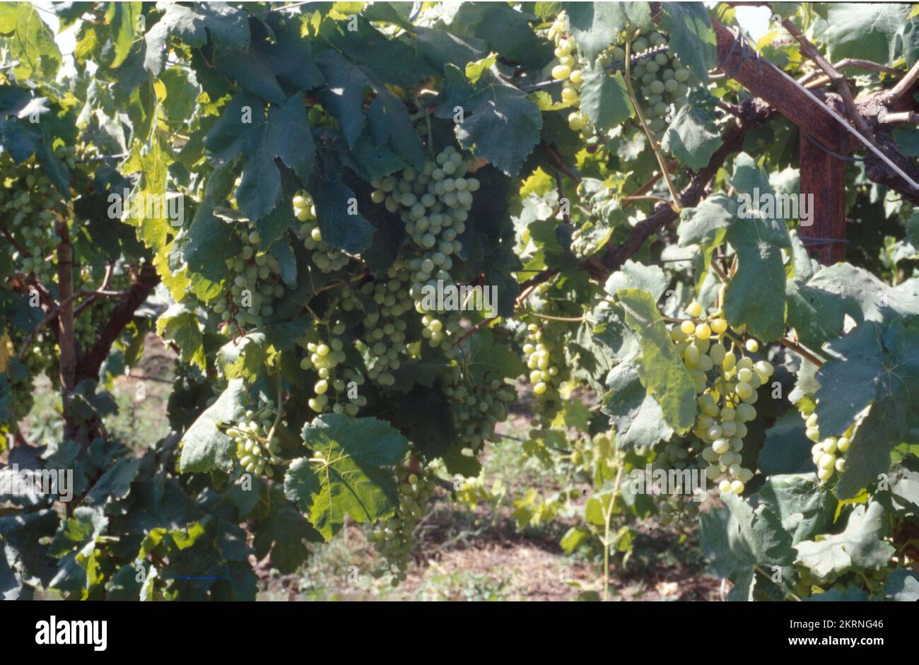 L'uva è un frutto, botanicamente una bacca, delle viti legnose decidue ...