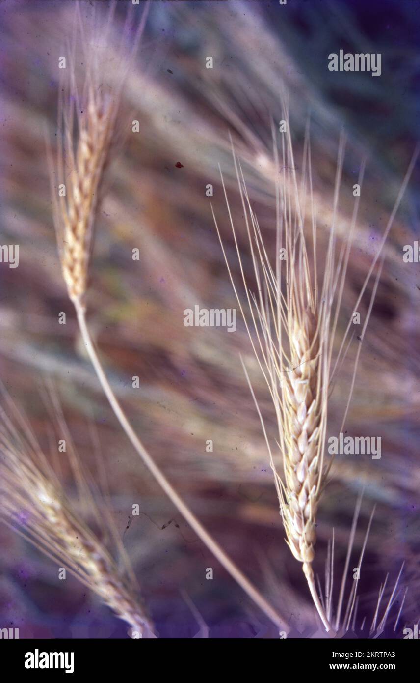 Il grano è un'erba ampiamente coltivata per i suoi semi, un cereale che ...