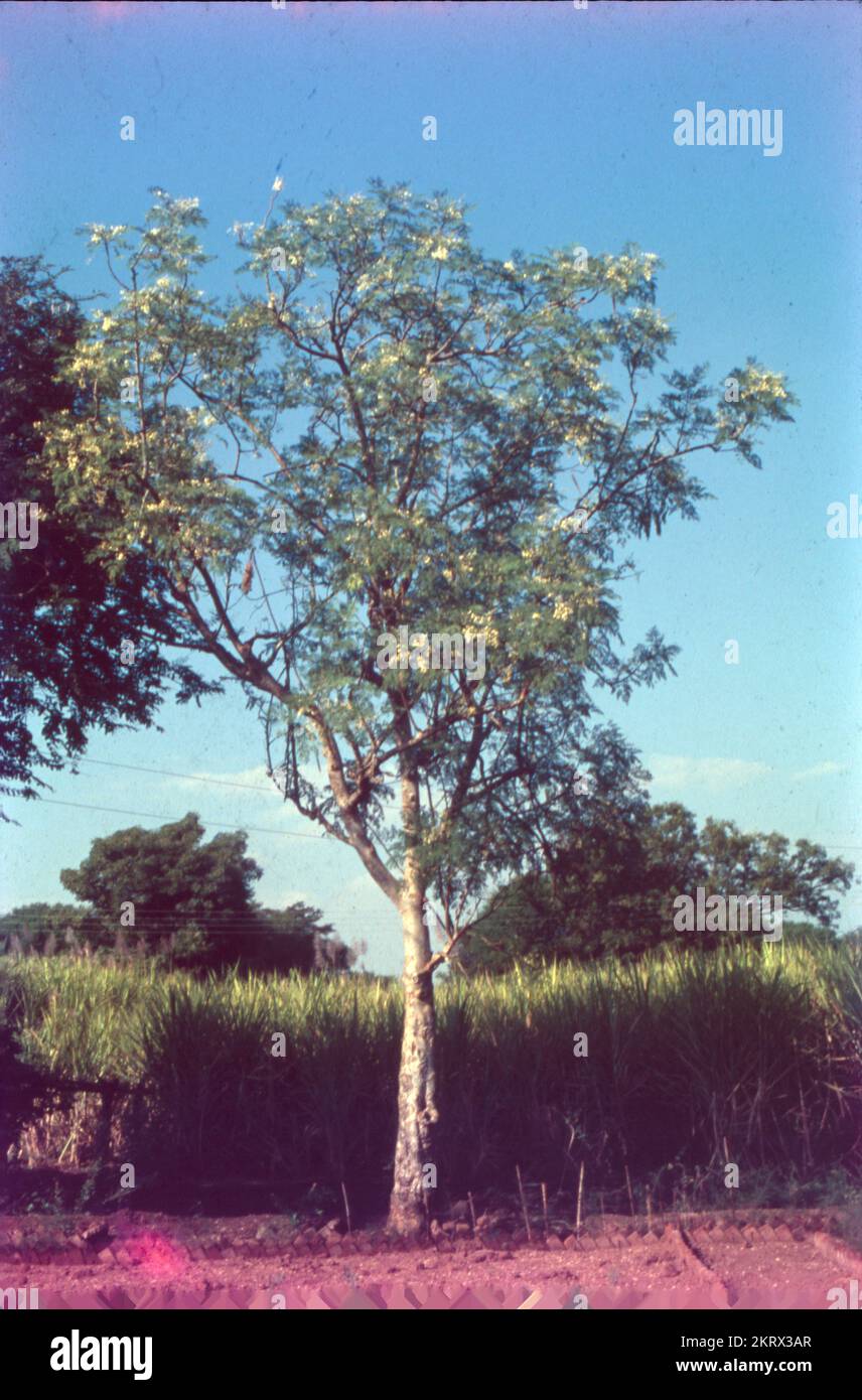Semi di madhuca longifolia immagini e fotografie stock ad alta ...