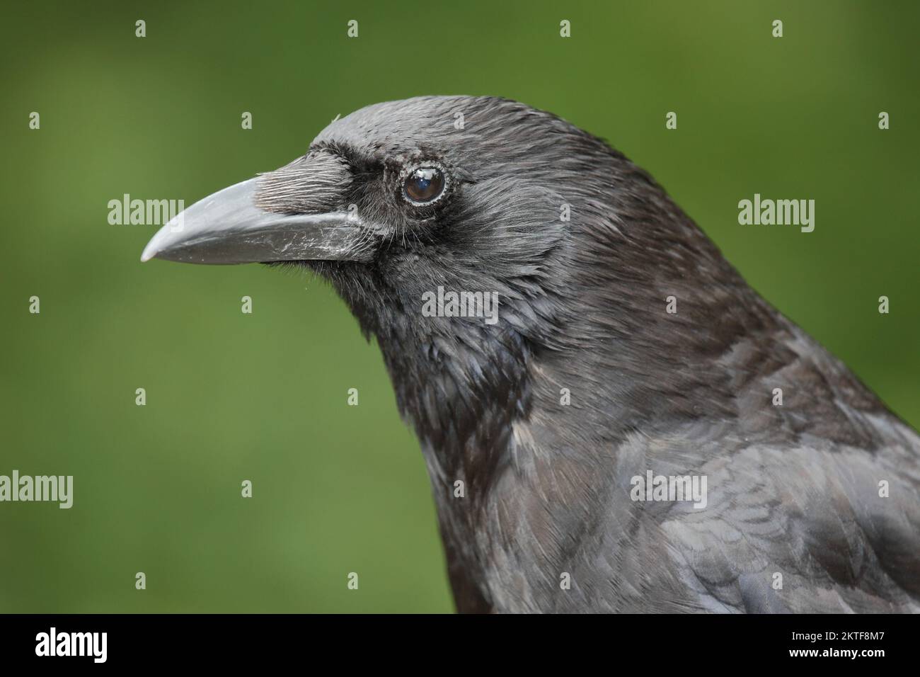 Raben krahe immagini e fotografie stock ad alta risoluzione - Alamy