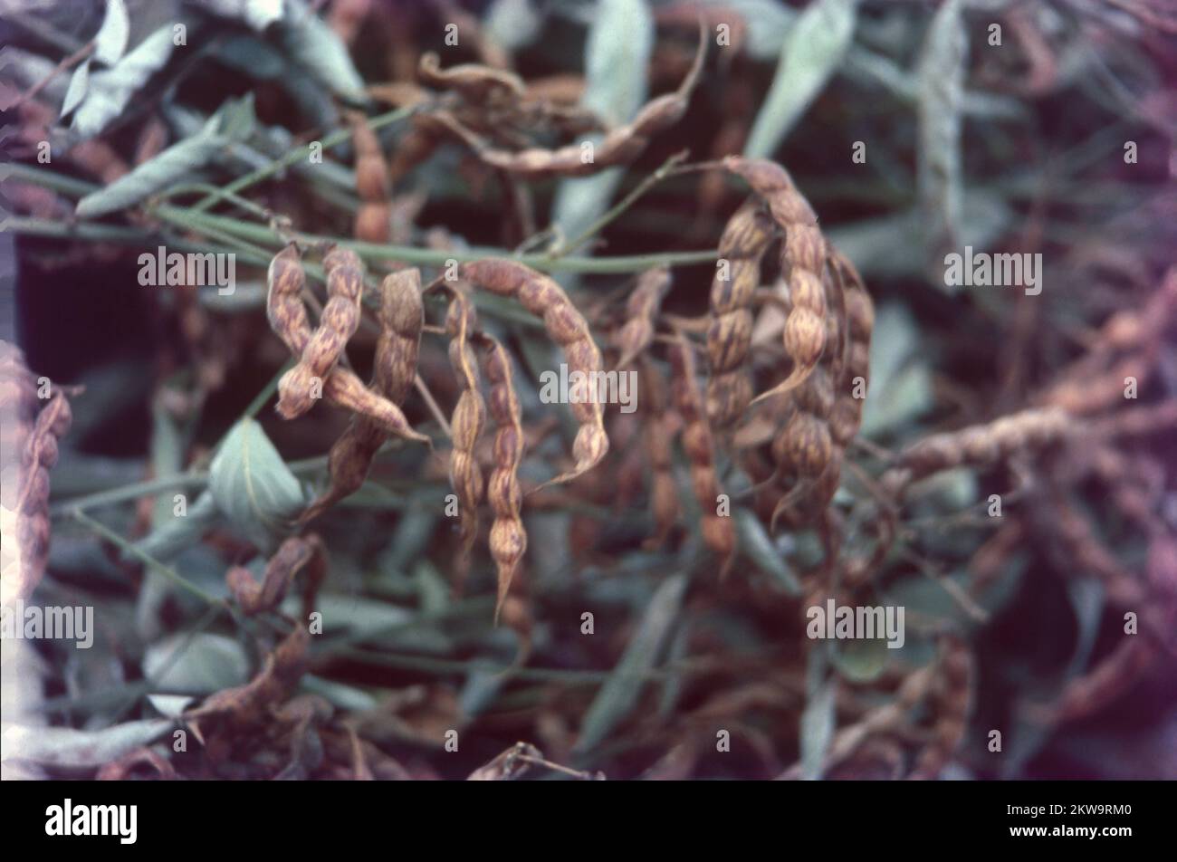Il pisello piccione è un legume perenne della famiglia Fabaceae ...