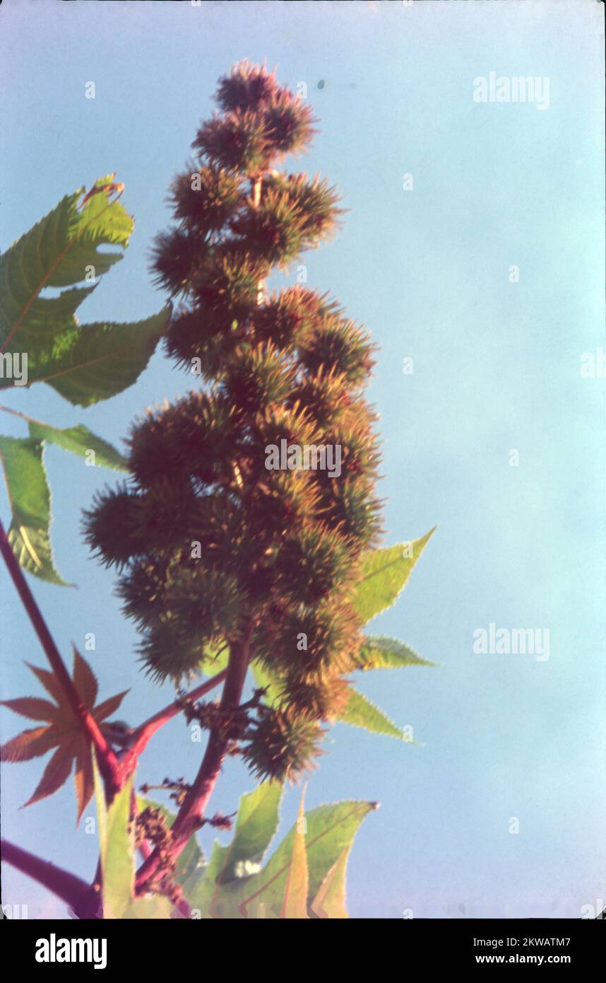 Il Ricinus communis, la pianta del fagiolo di ricino o dell'olio di ...