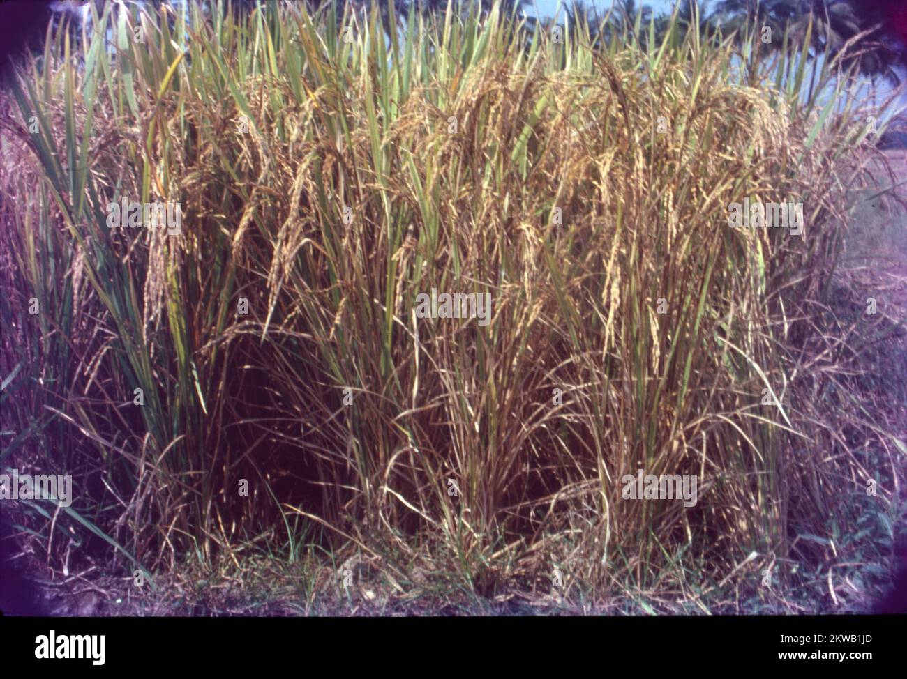 L'Oryza sativa, comunemente nota come riso asiatico o riso indica, è la specie vegetale più ...