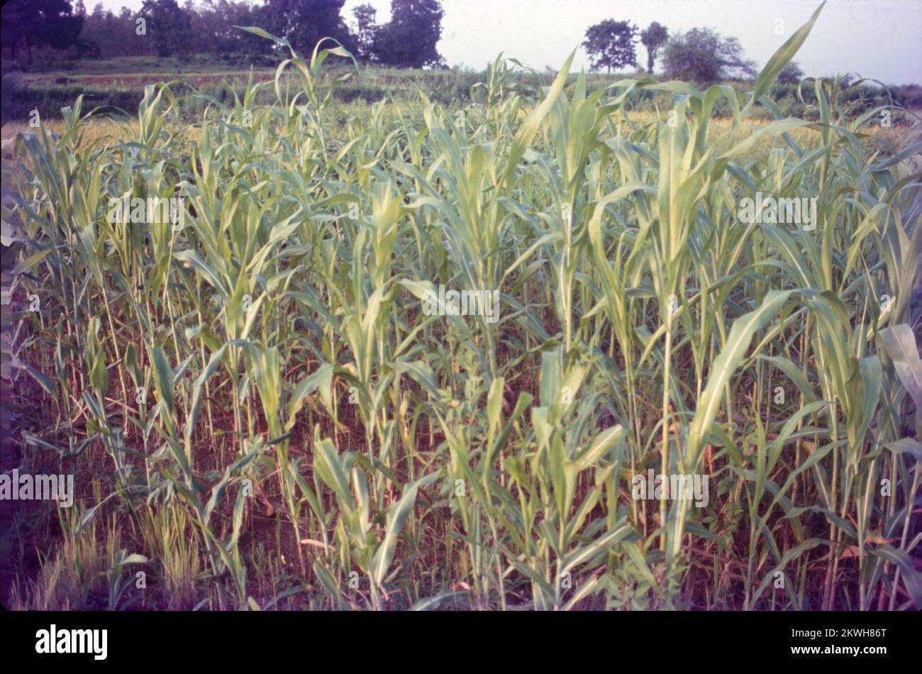 Jowar è comunemente chiamato da vari nomi attraverso India-jwaarie ...