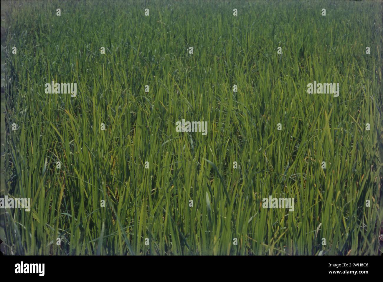 L'Oryza sativa, comunemente nota come riso asiatico o riso indica, è la specie vegetale più ...