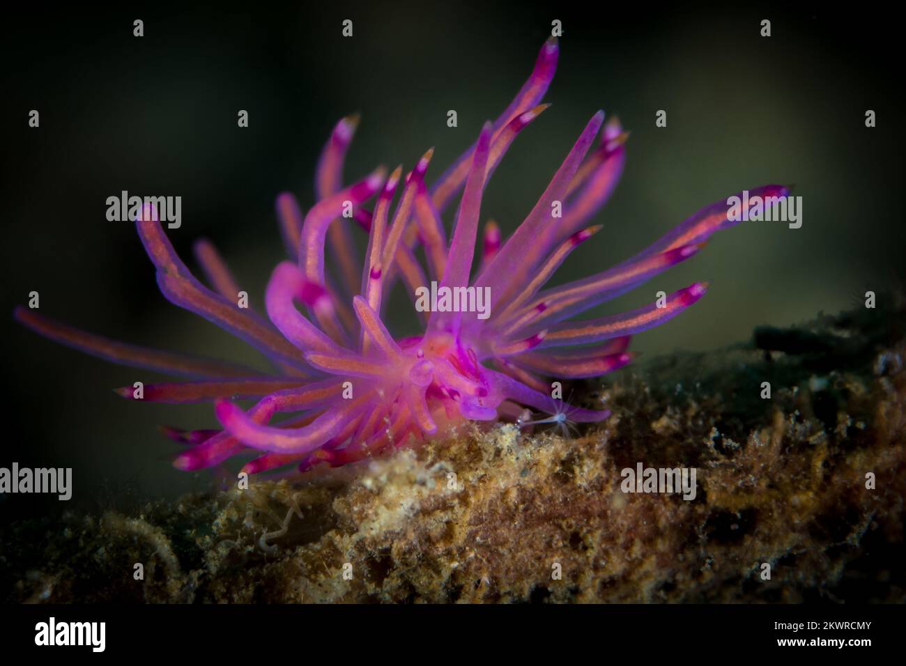 Nudibranco di flabellina desiderabile immagini e fotografie stock ad ... Nudibranco di flabellina desiderabile immagini e fotografie stock ad ...