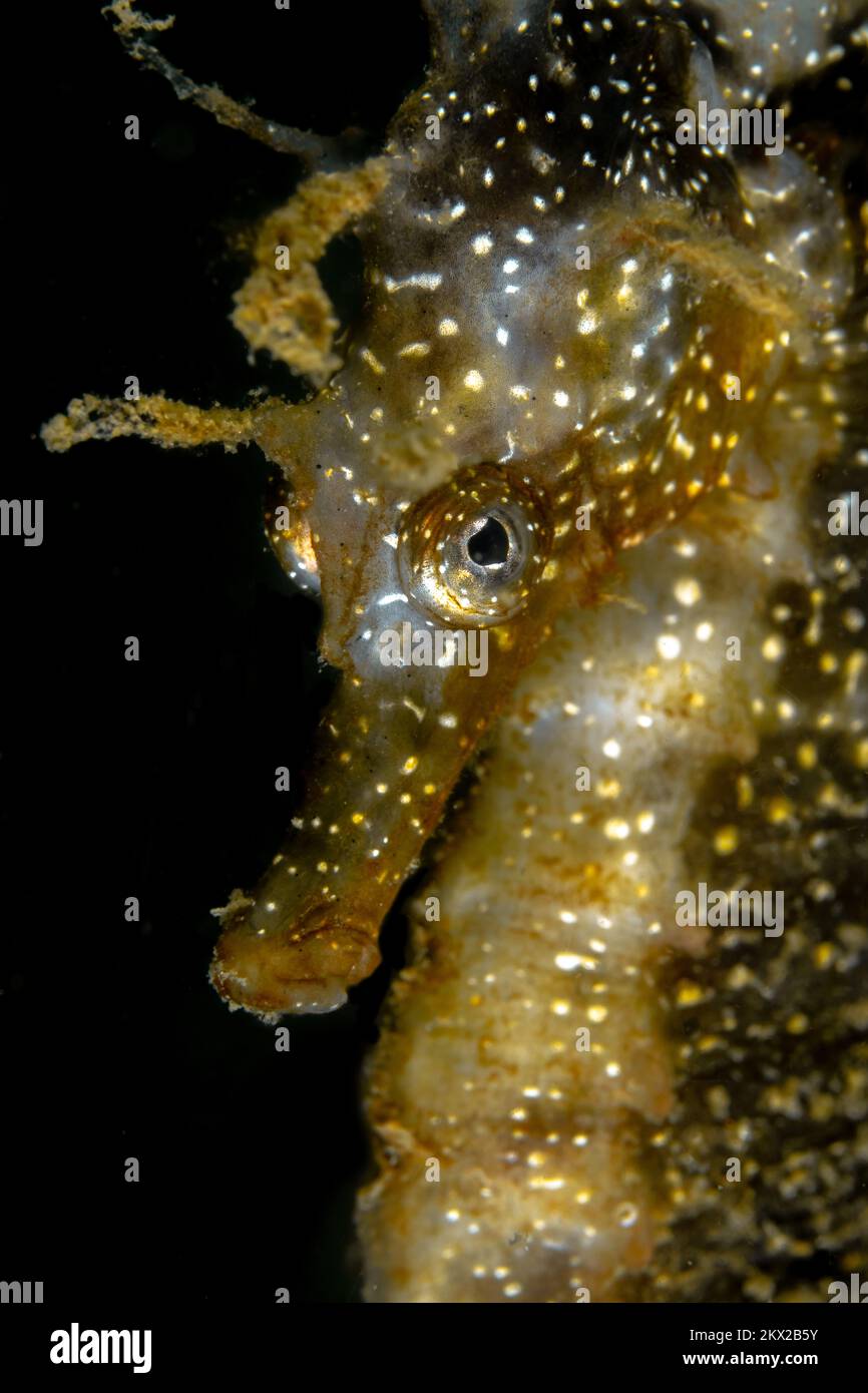 Pesce colorato del mar mediterraneo immagini e fotografie stock ad alta ...