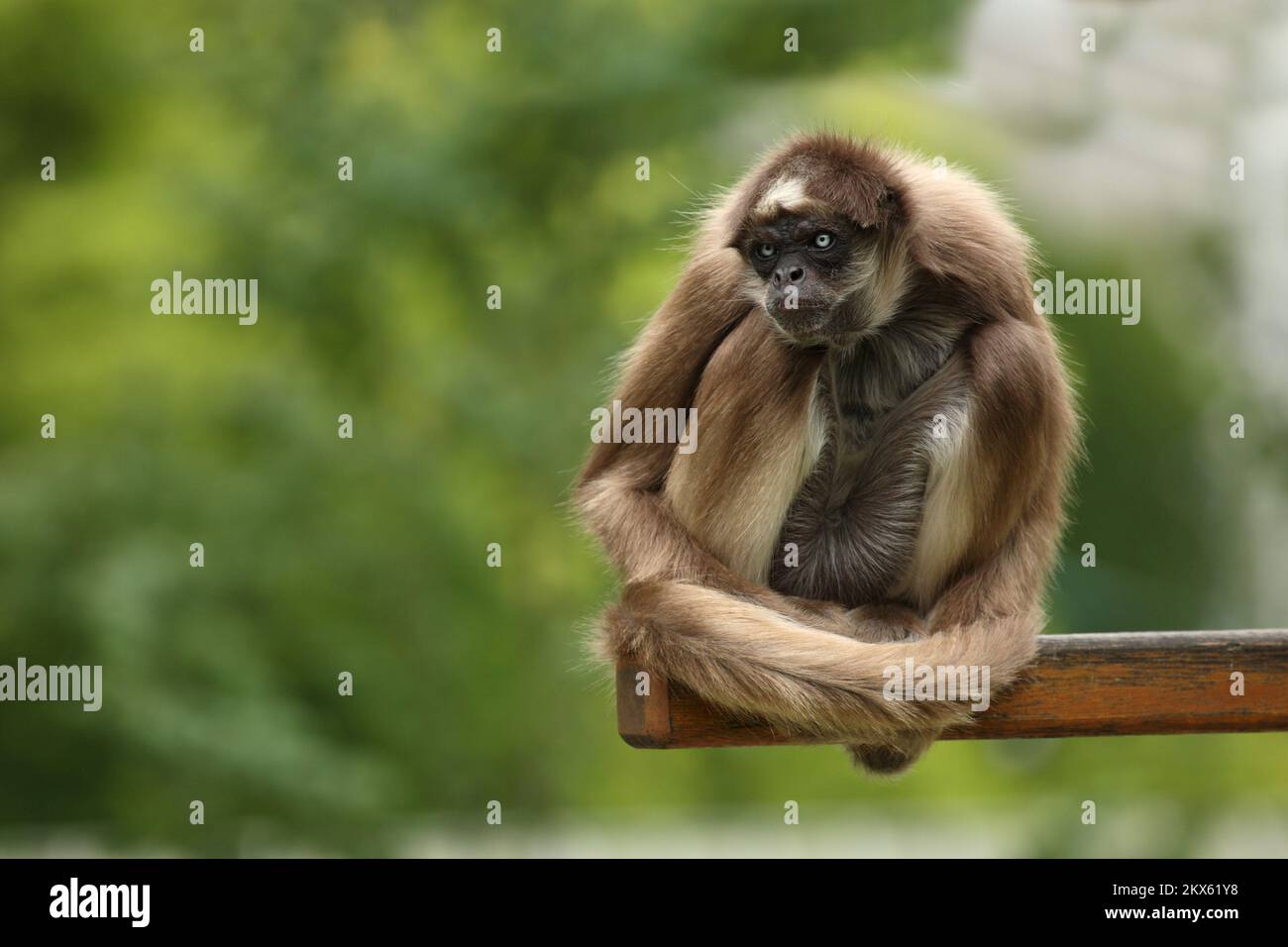 Scimmia ragno marimonda immagini e fotografie stock ad alta risoluzione ...