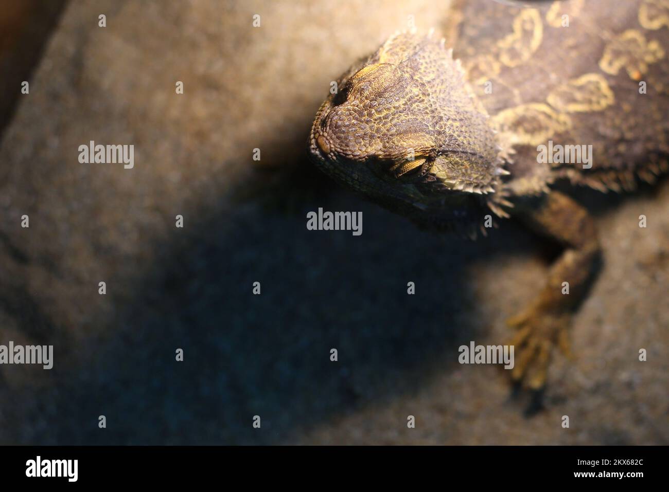 23,5.2018., Zagabria - presso la Facoltà di veterinaria è stata aperta ...