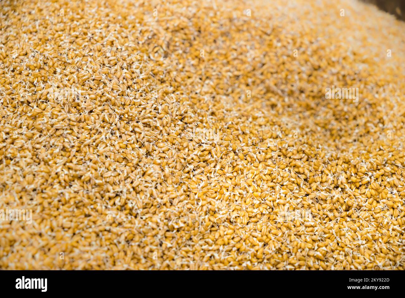 Semi d'orzo germogliati immagini e fotografie stock ad alta risoluzione ...