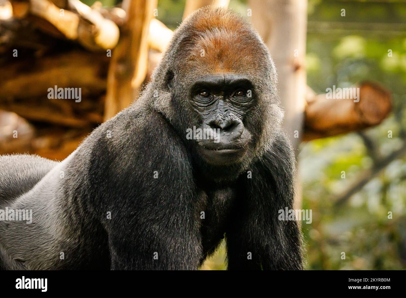 Mächtiger gorilla immagini e fotografie stock ad alta risoluzione - Alamy