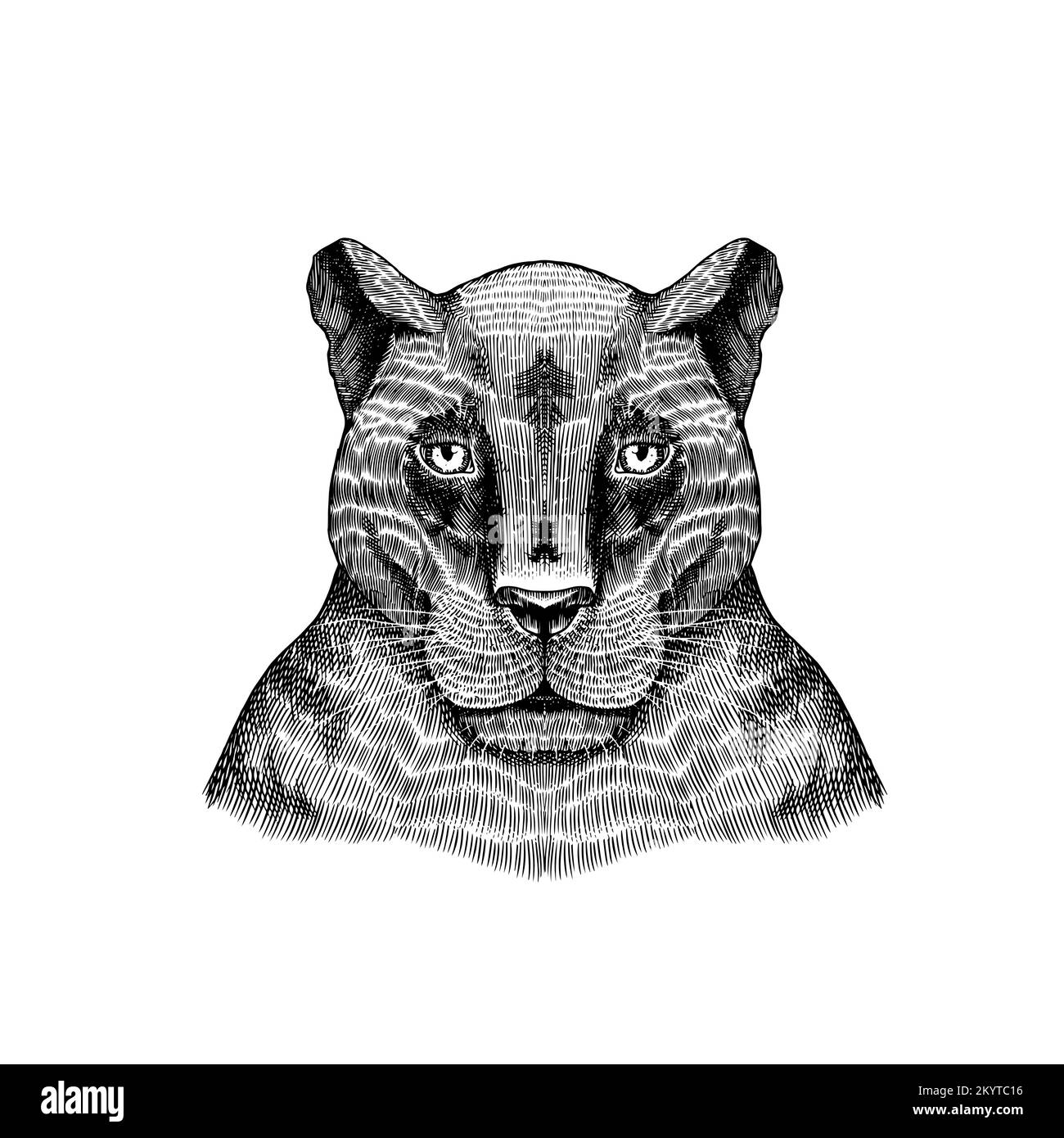 Disegno pantera immagini e fotografie stock ad alta risoluzione - Alamy