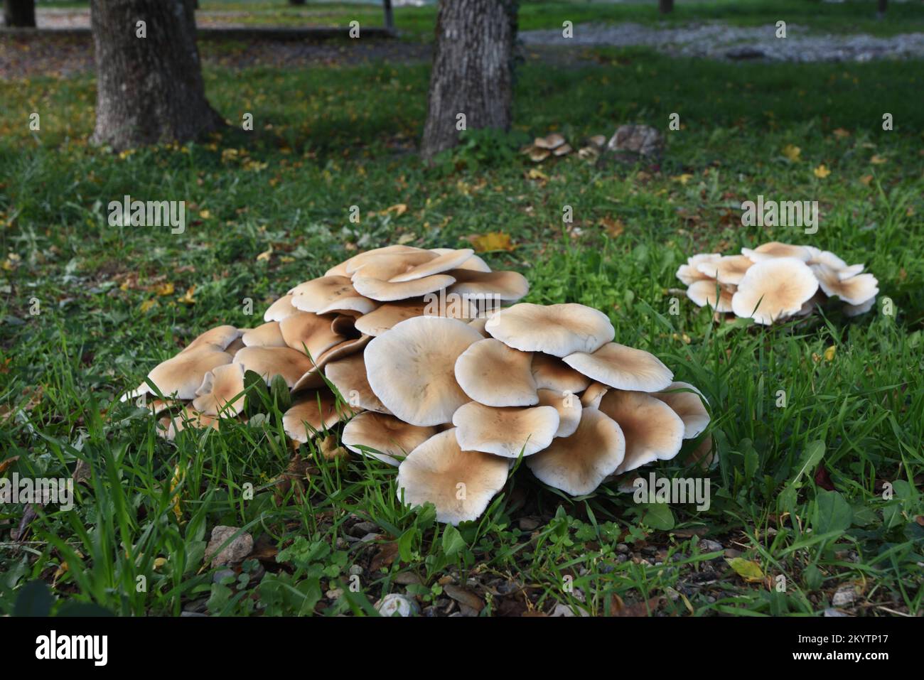 Alberi di pioppo immagini e fotografie stock ad alta risoluzione - Alamy