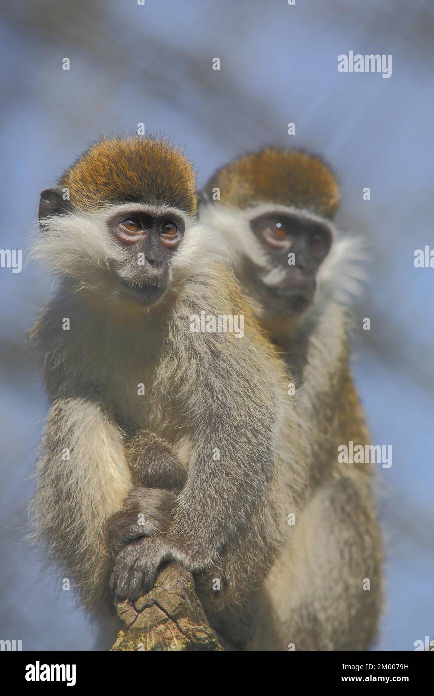 Scimmia vervet (Cercopithecus aethiops), due, sfocatura, guenoni ...