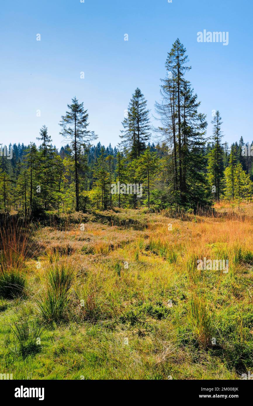 Paesaggio di alta brughiera con alberi di abete rosso e foresta sulle ...