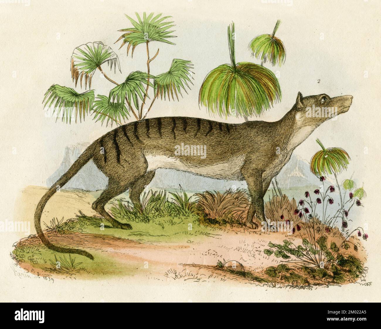 Thylacine tasmanian tiger thylacinus cynocephalus immagini e fotografie ...