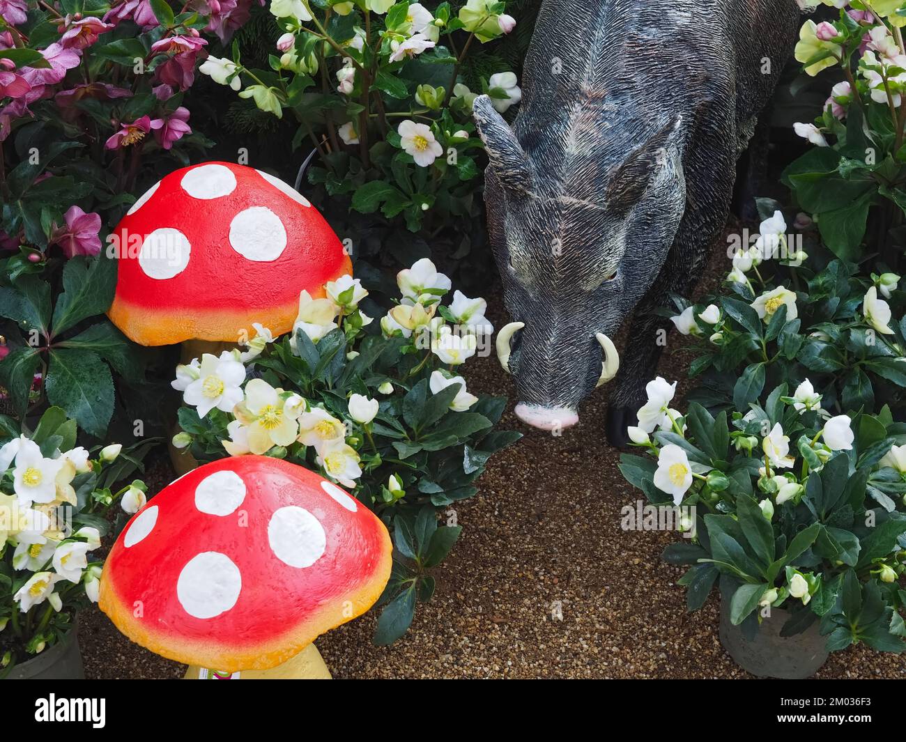 Boar teeth immagini e fotografie stock ad alta risoluzione - Alamy