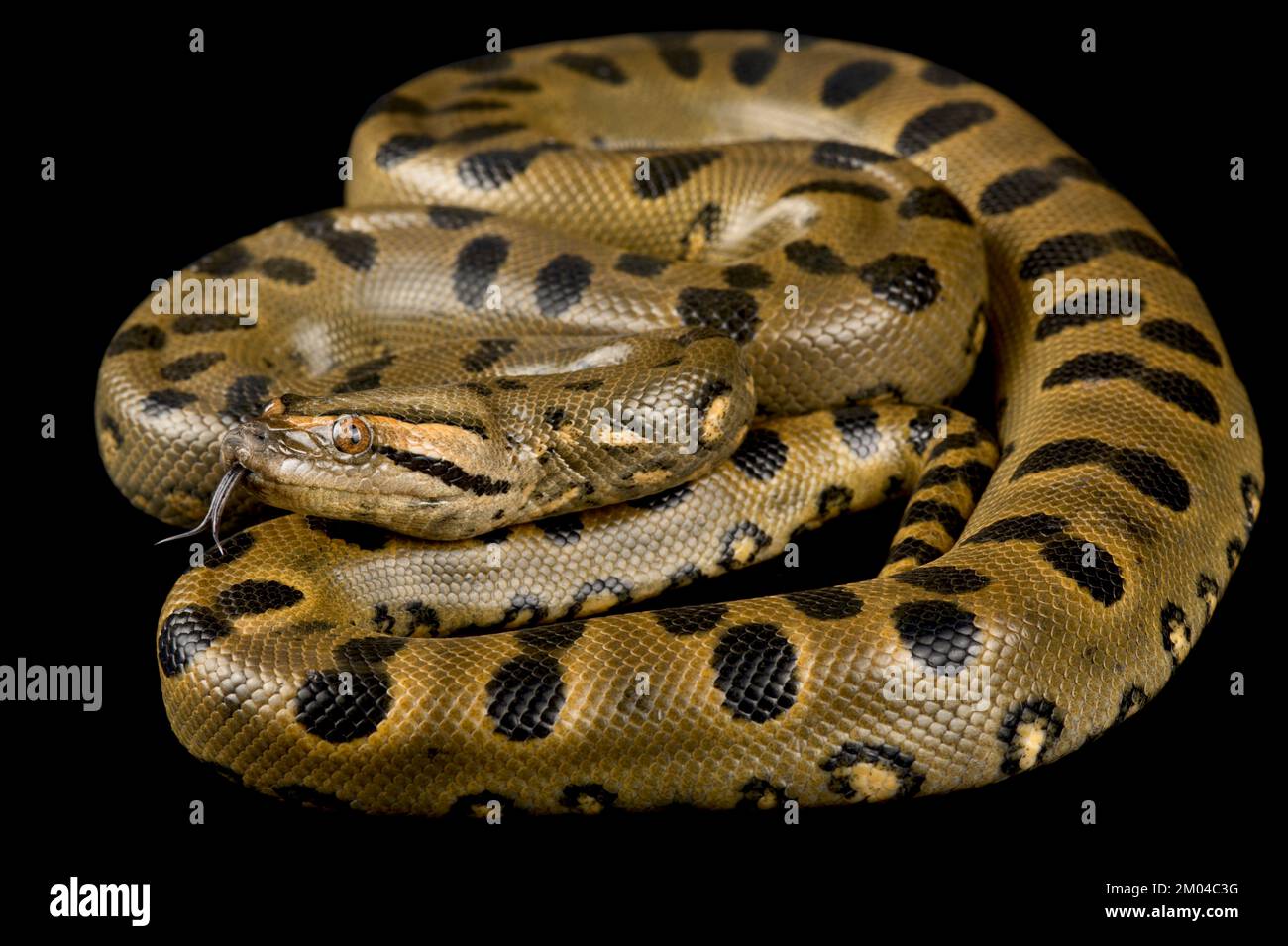 Green anaconda immagini e fotografie stock ad alta risoluzione - Alamy