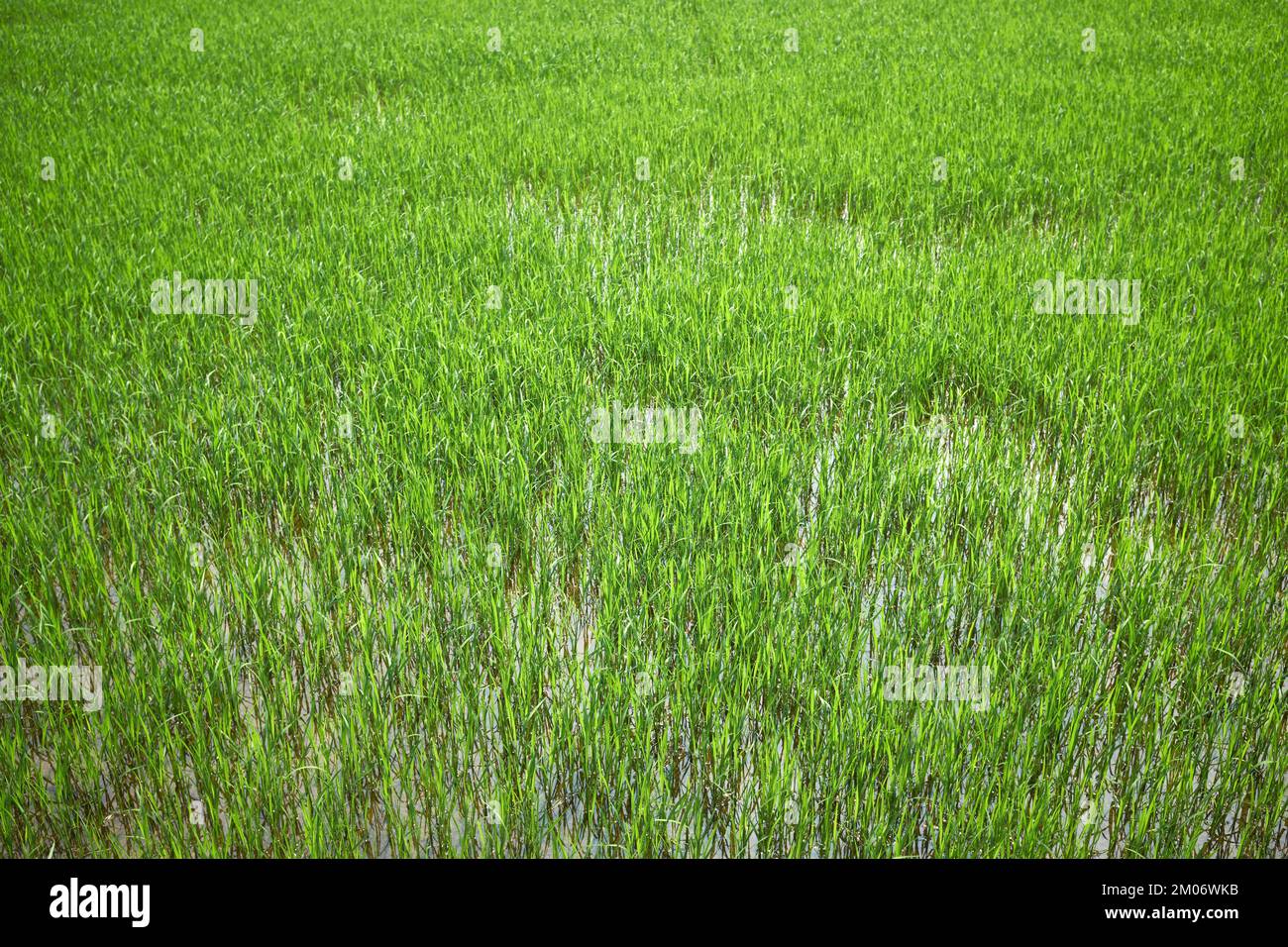 Traditional method of rice farming immagini e fotografie stock ad alta ...