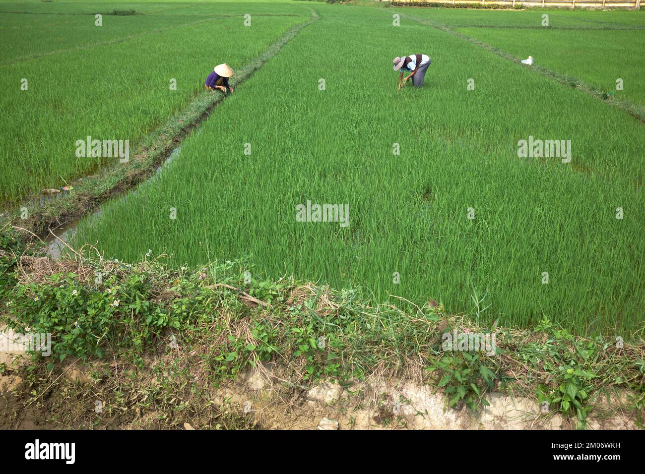 Traditional method of rice farming immagini e fotografie stock ad alta ...