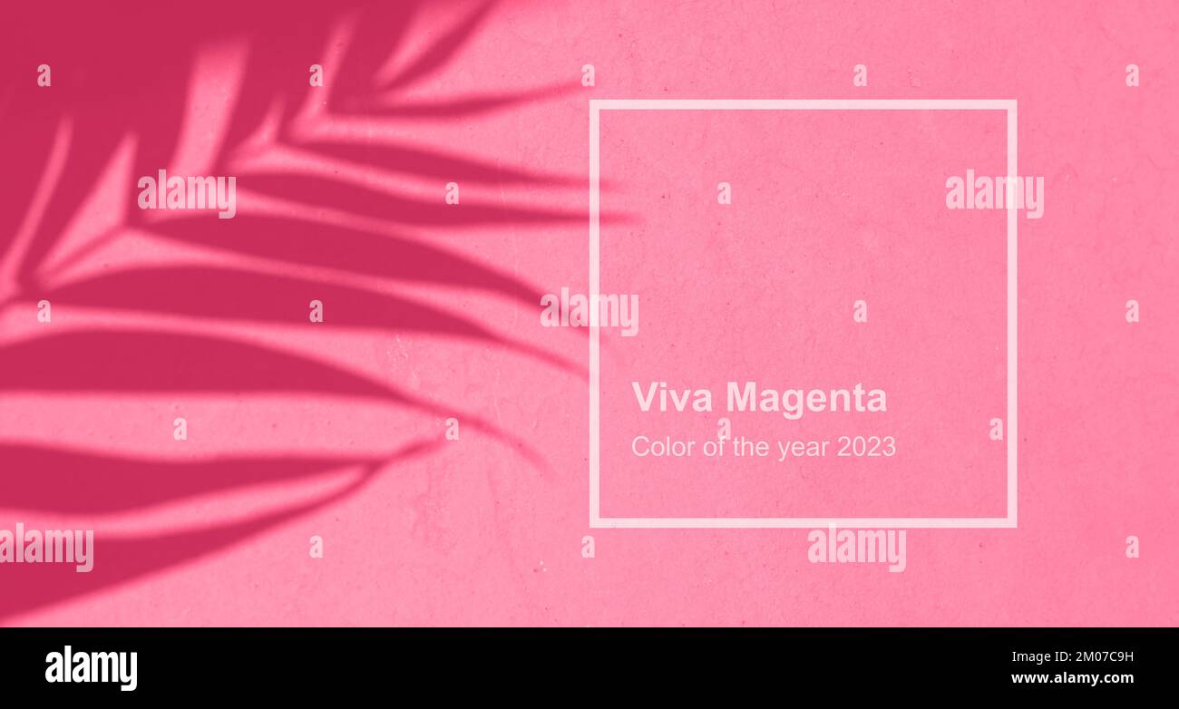 Foglia d'ombra dypsis su parete di colore Viva Magenta. Viva Magenta ...