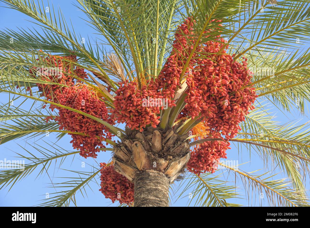 Dattel palme immagini e fotografie stock ad alta risoluzione - Alamy