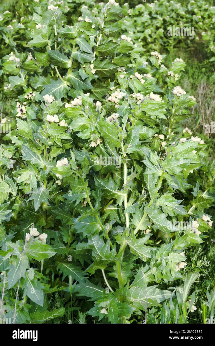 Como roger immagini e fotografie stock ad alta risoluzione - Alamy