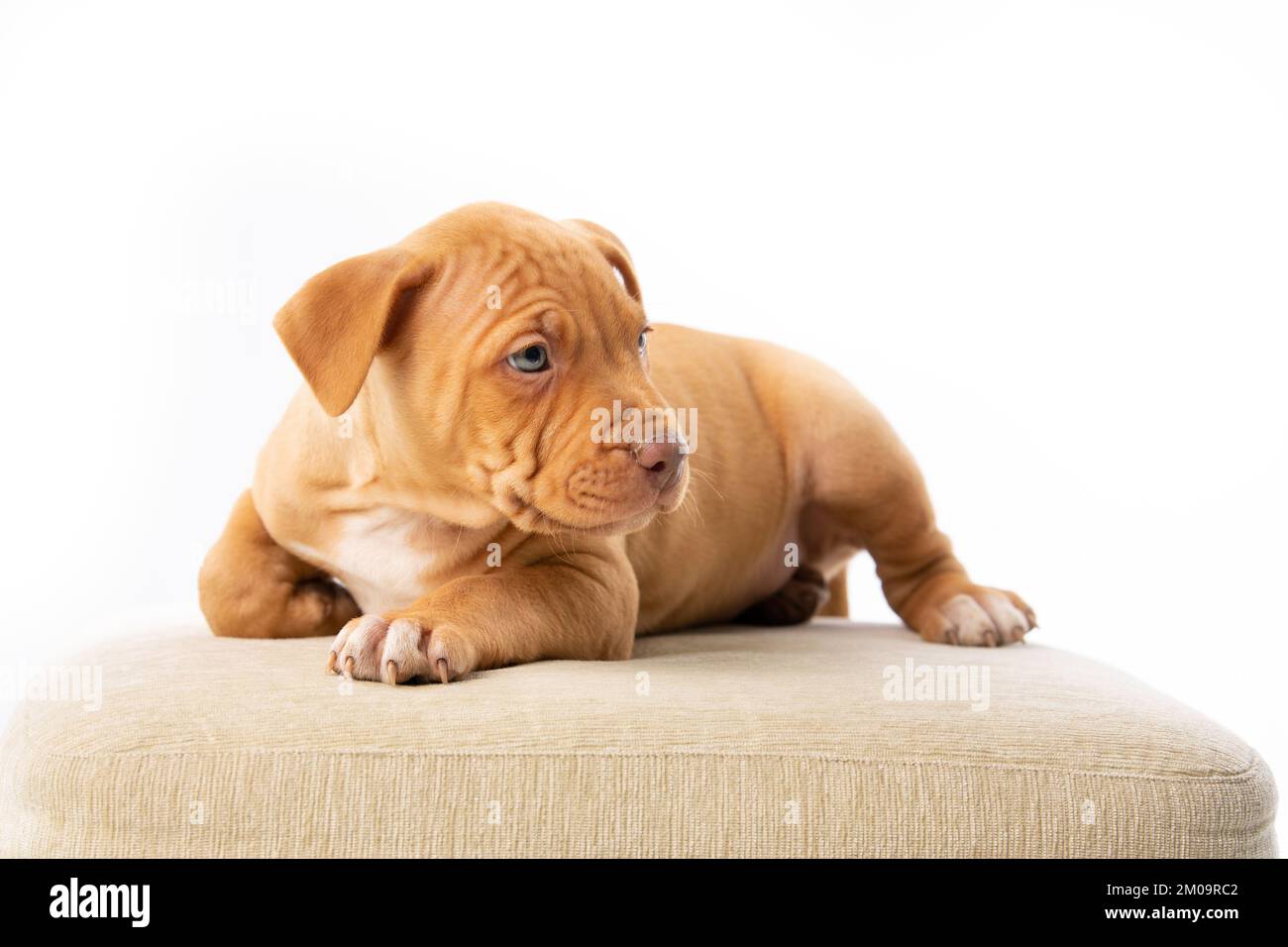 Cuccioli Di Pitbull Dal Naso Rosso Sfondo Pitbull Assonnato Immagini E