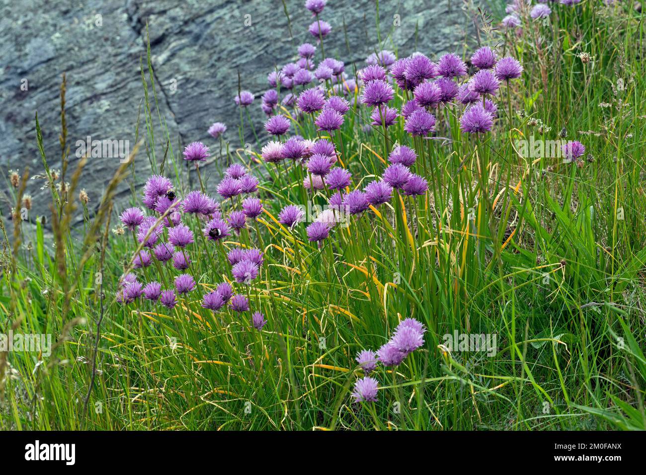 Erba cipollina selvatica immagini e fotografie stock ad alta ...