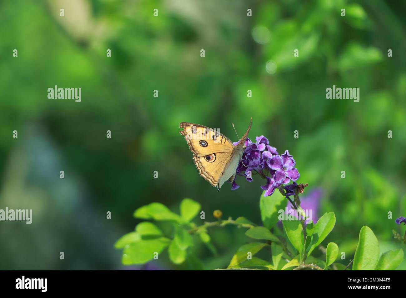 Farfalla su fiori rosa immagini e fotografie stock ad alta risoluzione ...