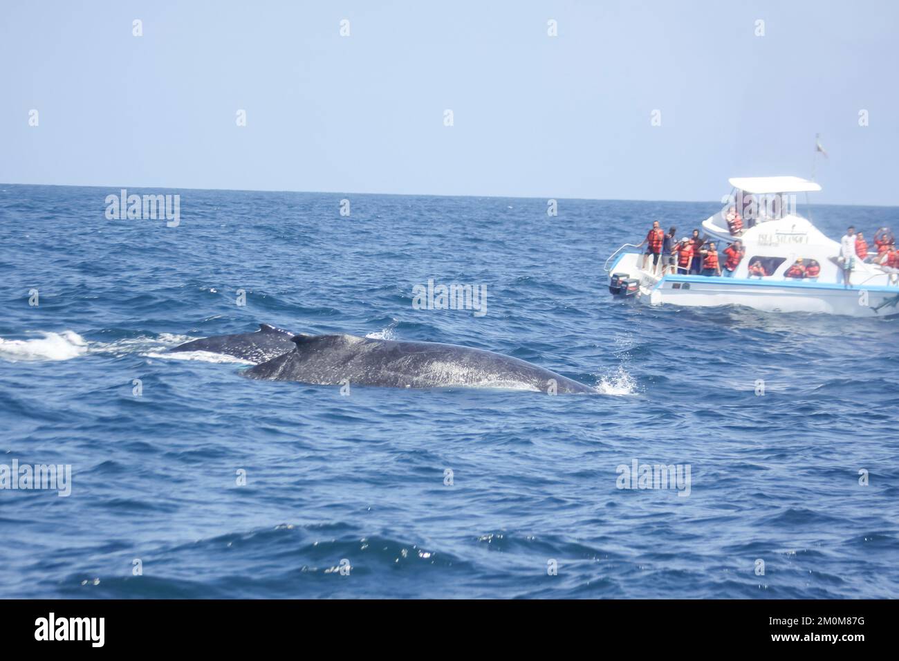 Tour safari di avvistamento delle megattere a Puerto Lopez, Ecuador in ...
