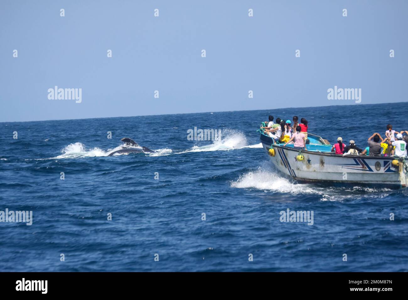 Tour safari di avvistamento delle megattere a Puerto Lopez, Ecuador in ...