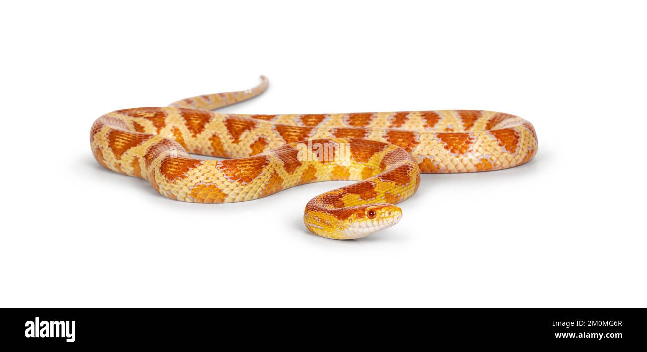 Foto a tutta lunghezza di Candy cane morph Corner Snake aka Red Rat ...
