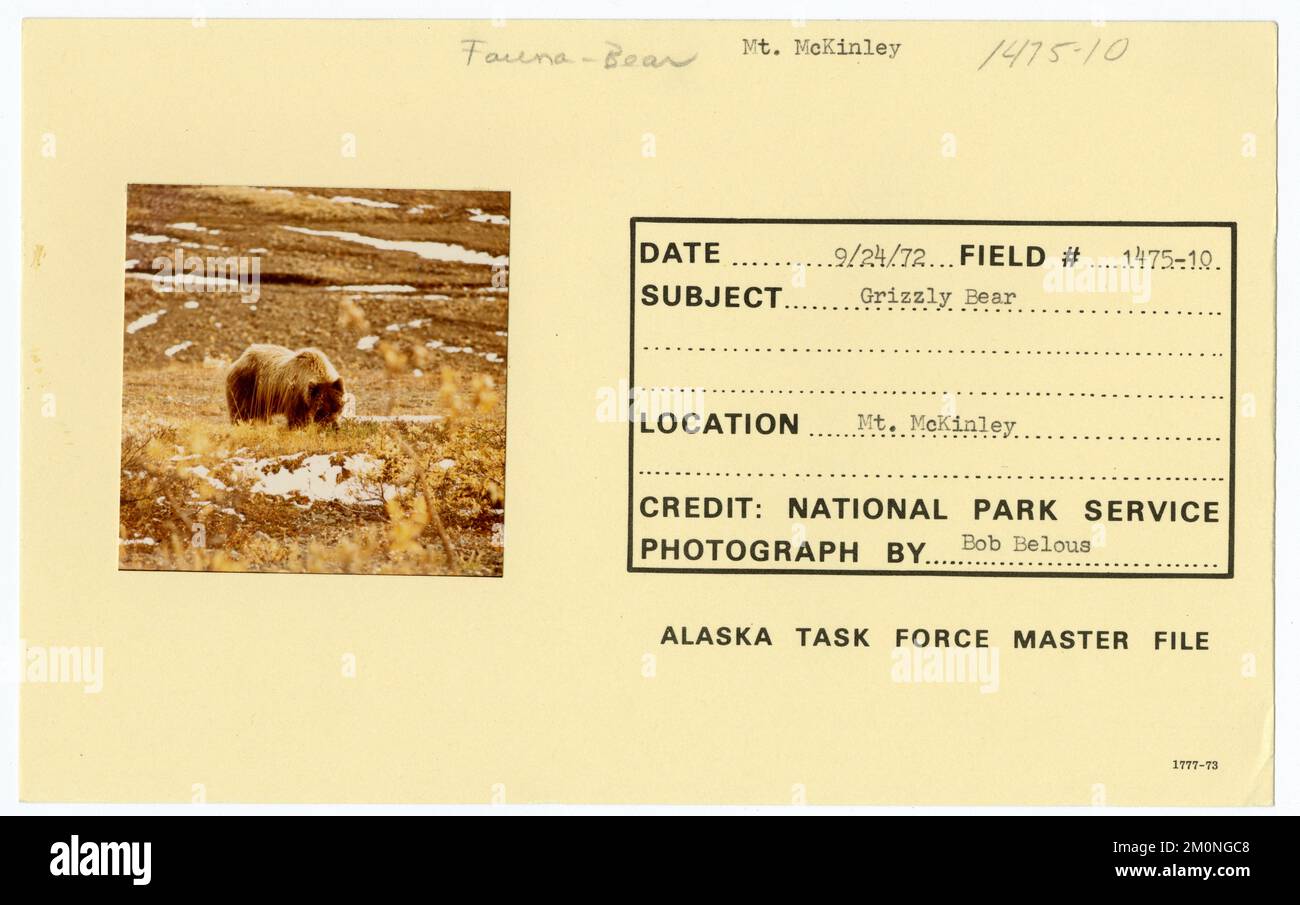 Grizzly task force immagini e fotografie stock ad alta risoluzione - Alamy