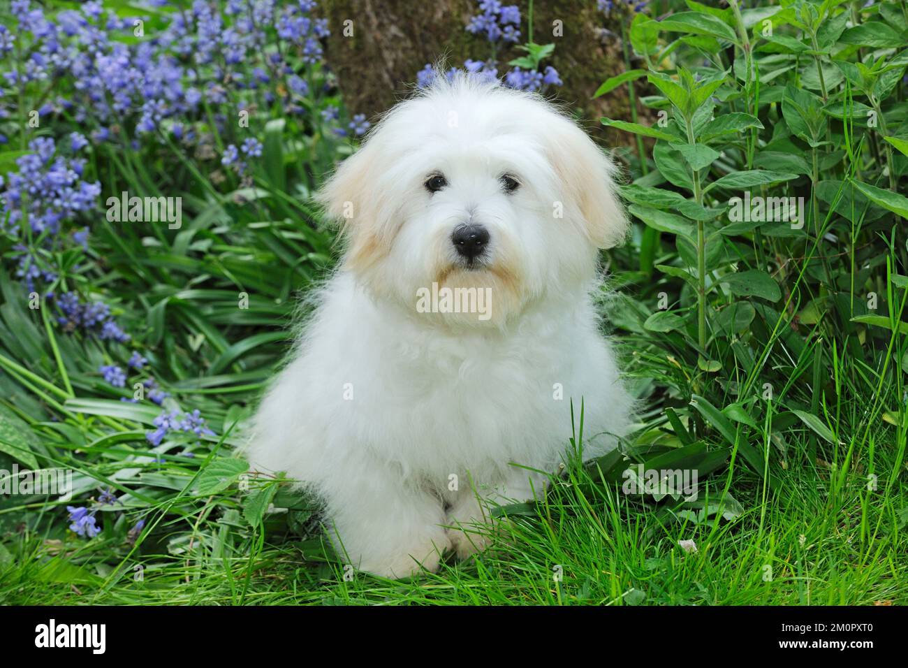 Cane seduto in giardino immagini e fotografie stock ad alta risoluzione ...