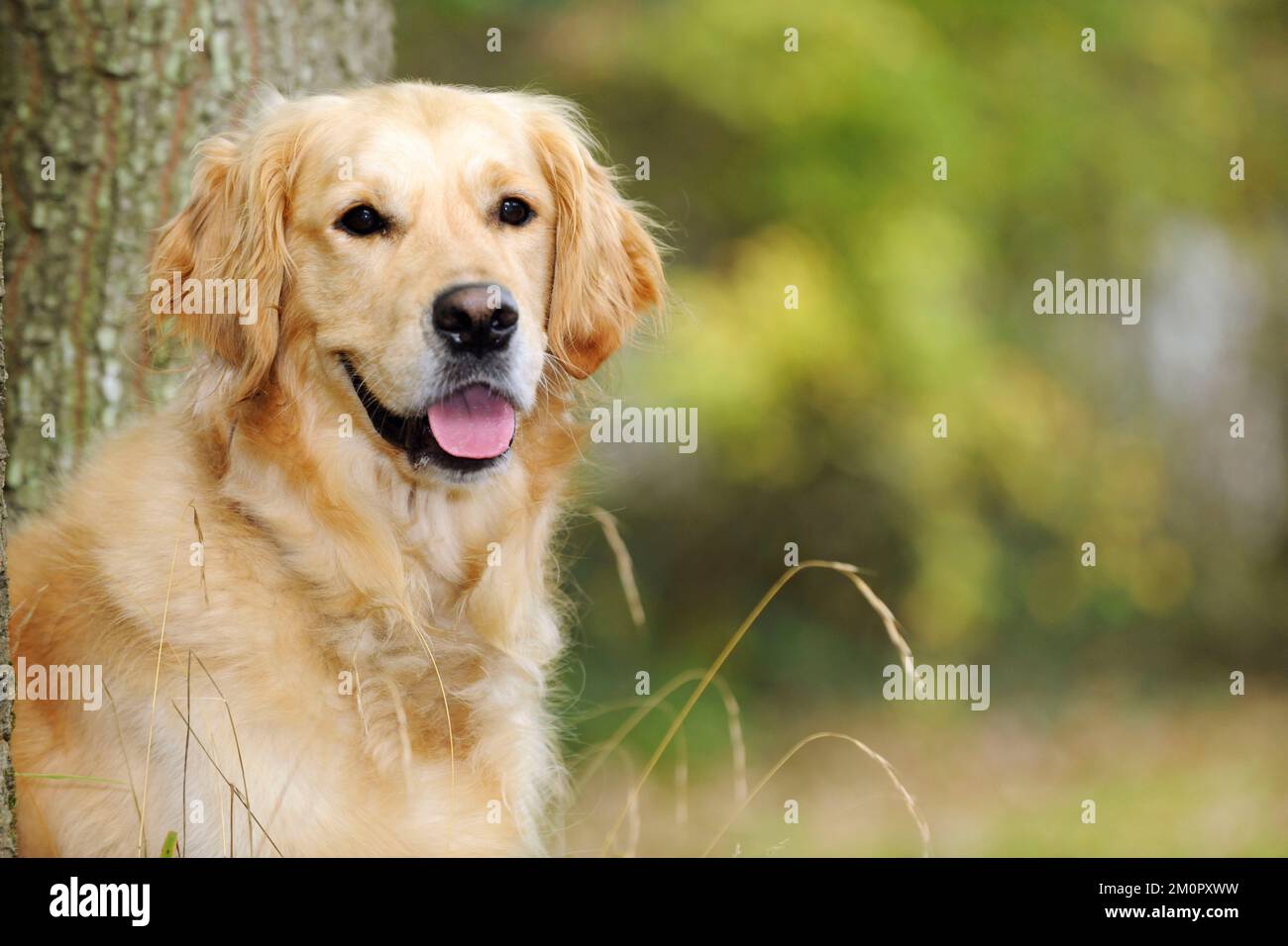 Cane nell'albero immagini e fotografie stock ad alta risoluzione - Alamy