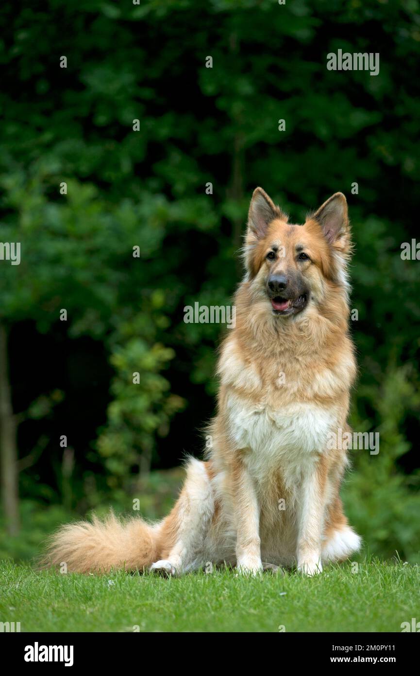 Cane seduto in giardino immagini e fotografie stock ad alta risoluzione ...