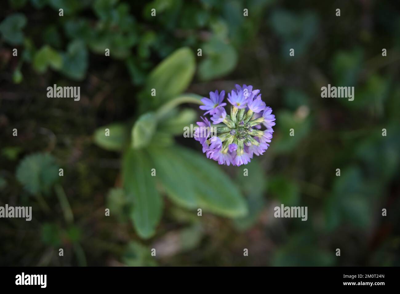 Leaved primula immagini e fotografie stock ad alta risoluzione - Alamy