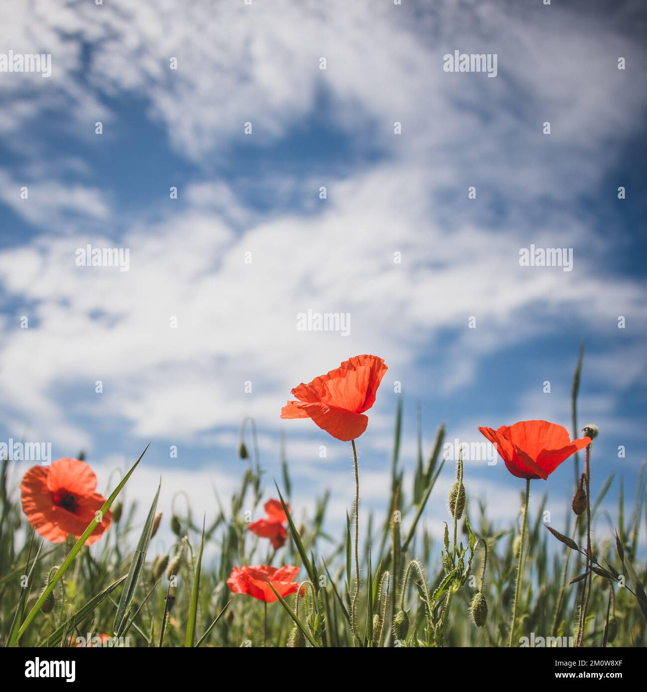 Grano e papaveri immagini e fotografie stock ad alta risoluzione - Alamy