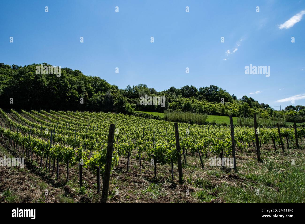Vigneto basilicale immagini e fotografie stock ad alta risoluzione - Alamy